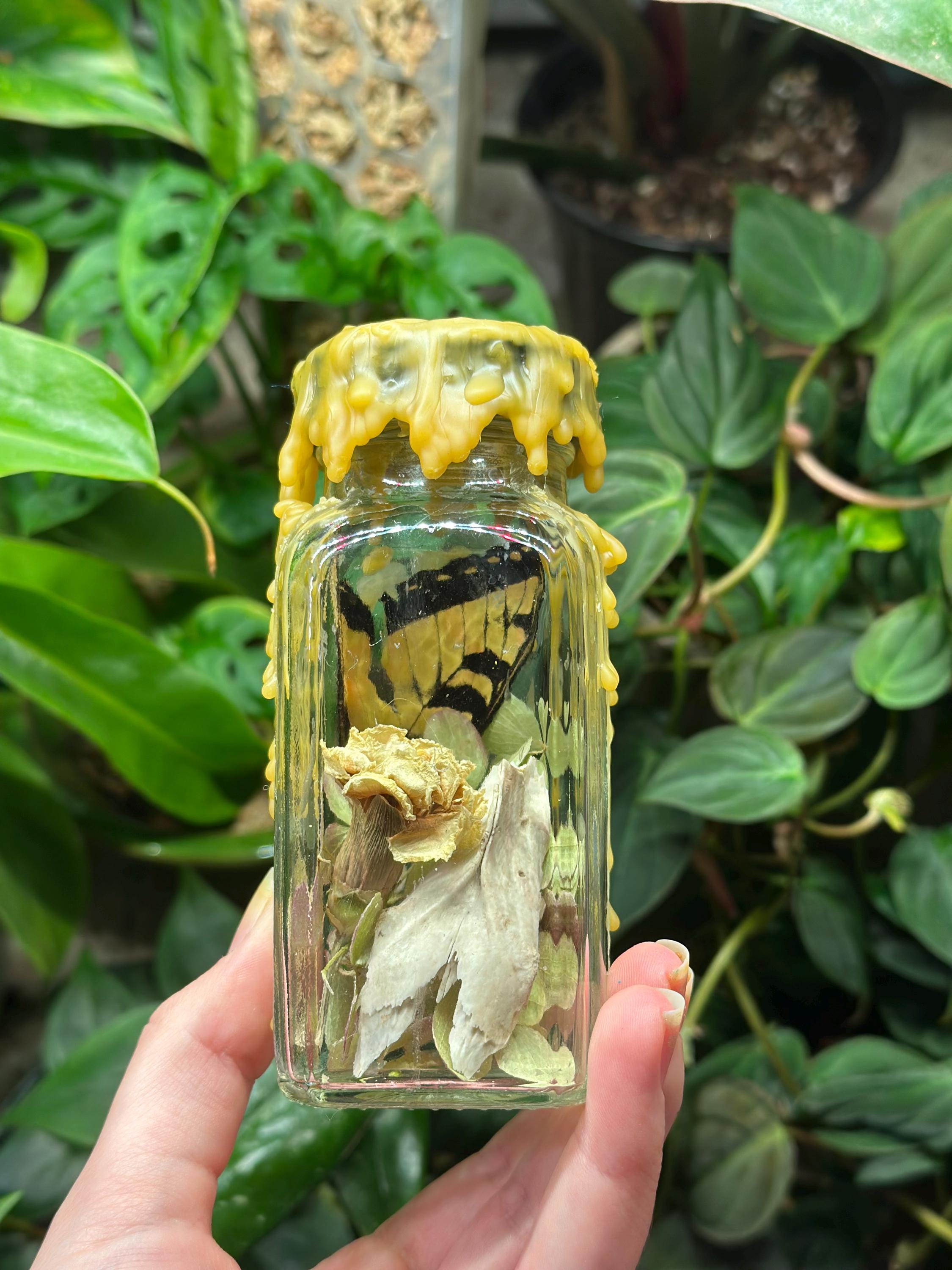 Oddity Jar With Bones and Butterfly Wings - Etsy
