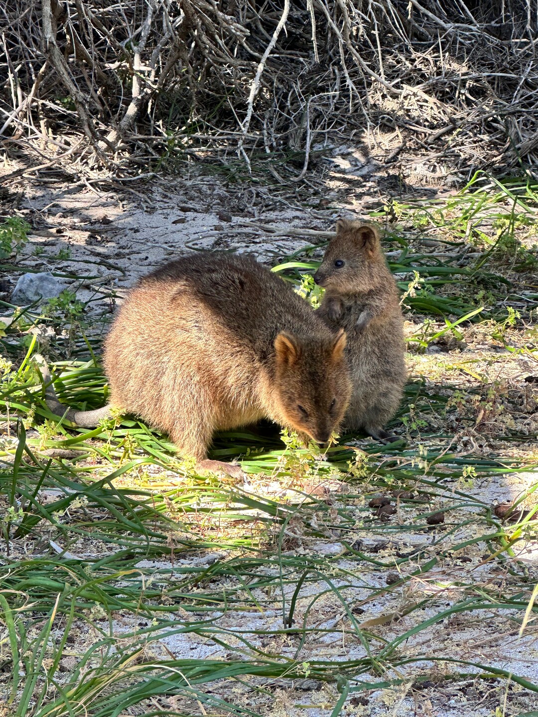 Mum and Baby Quokka Colour Nature Photography - Etsy