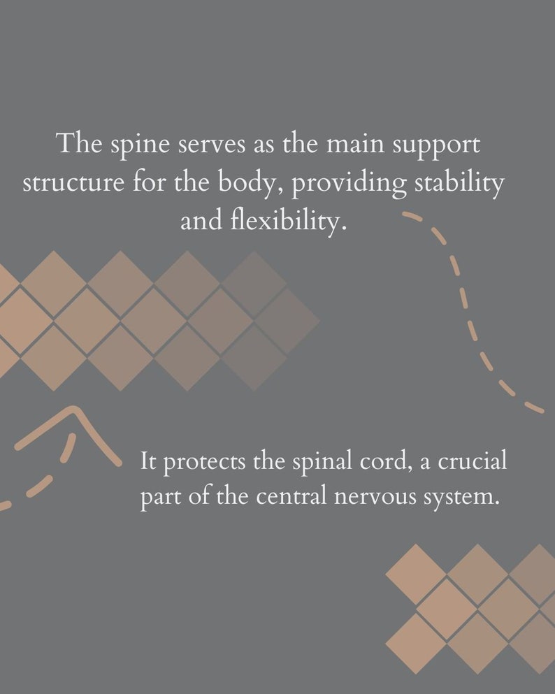 4 Page Spinal Column Digital Carousel for Chiropractors Educational ...