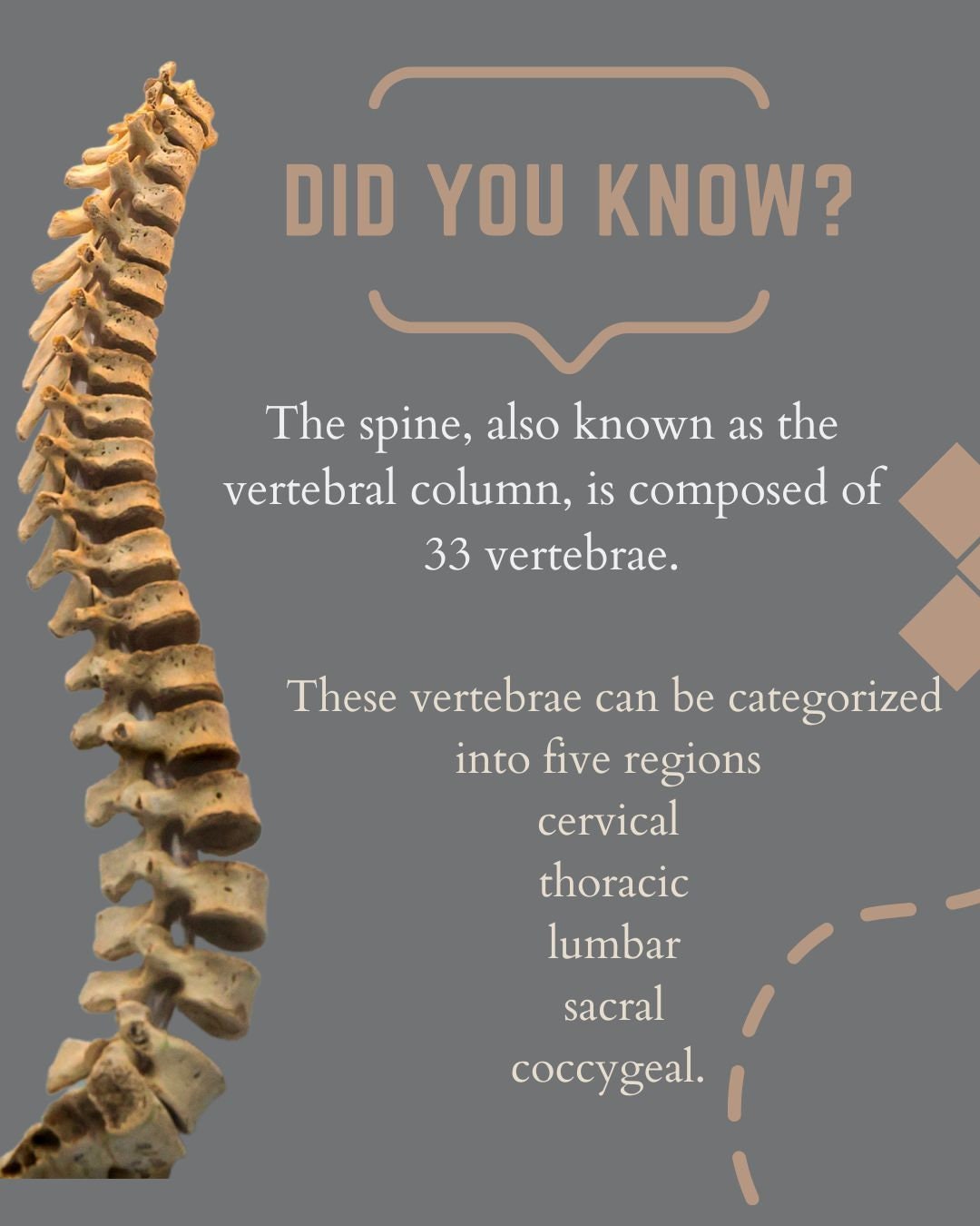 4 Page Spinal Column Digital Carousel for Chiropractors Educational ...