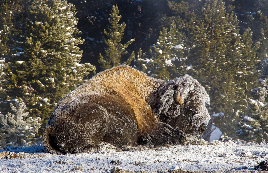 Yellowstone National Park Frosty Bison - Etsy