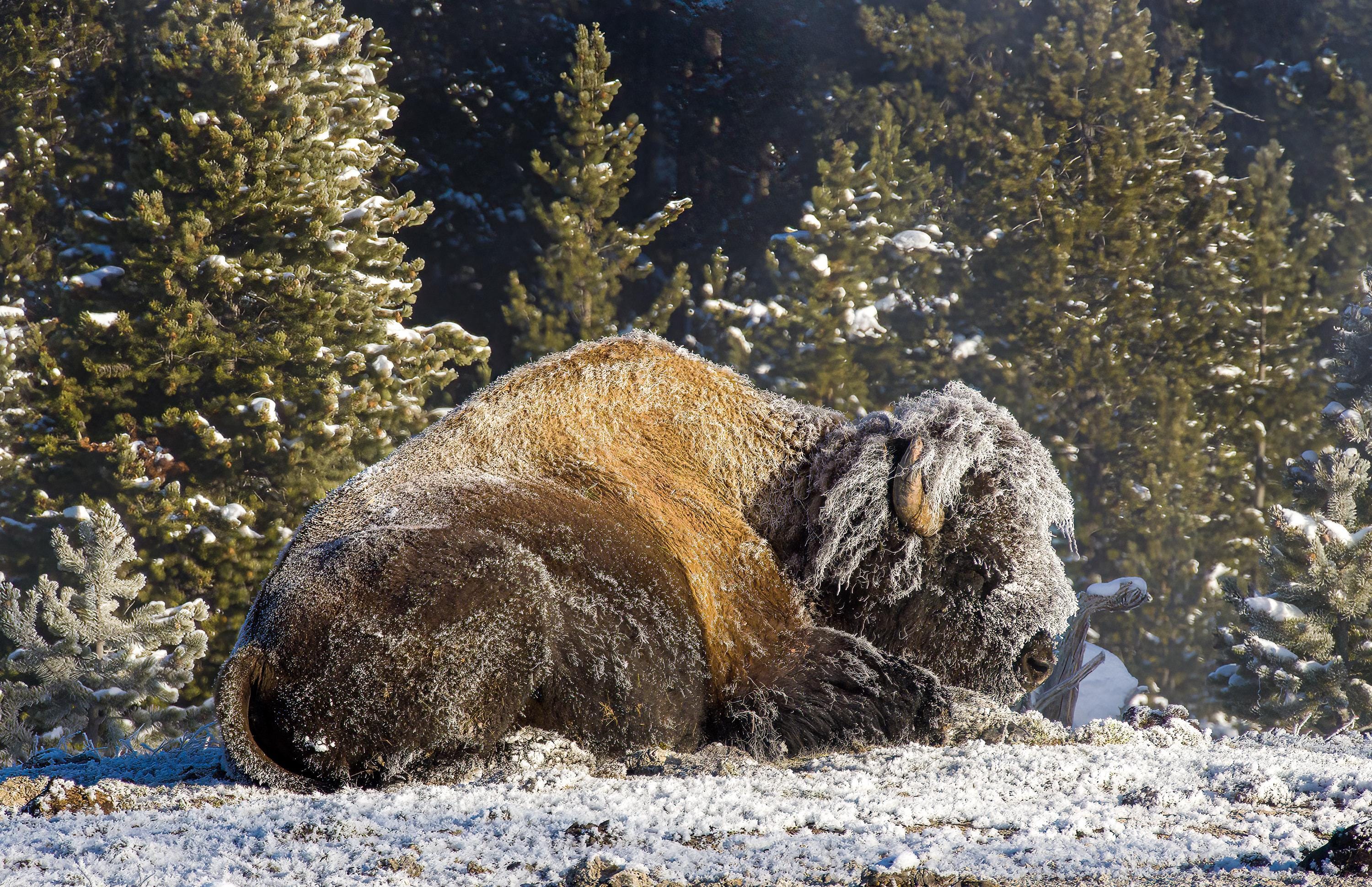 Yellowstone National Park Frosty Bison - Etsy