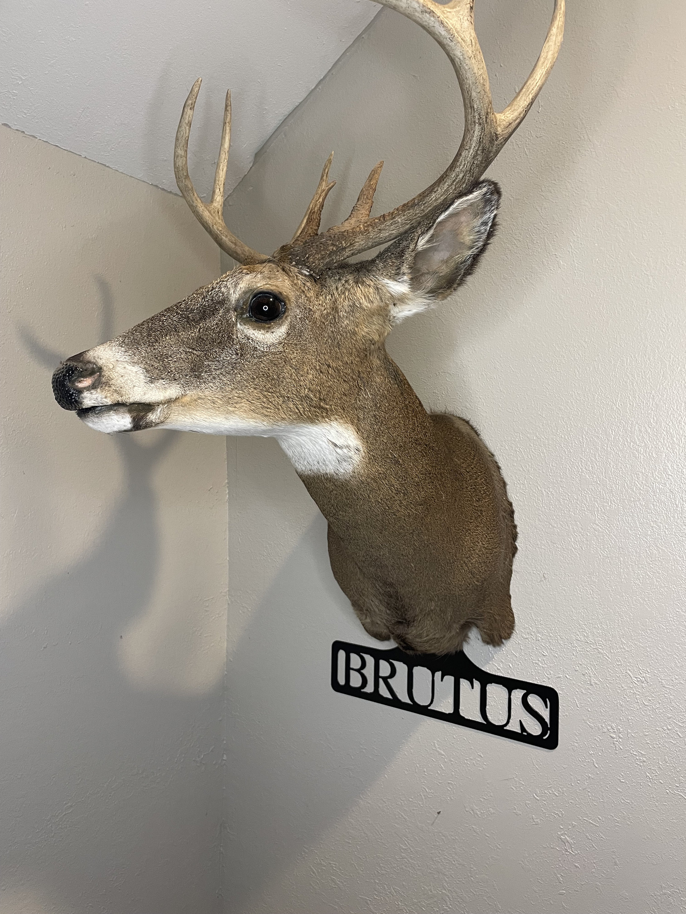 Customizable Metal Deer Mount Name Plate or Year Placard - Etsy