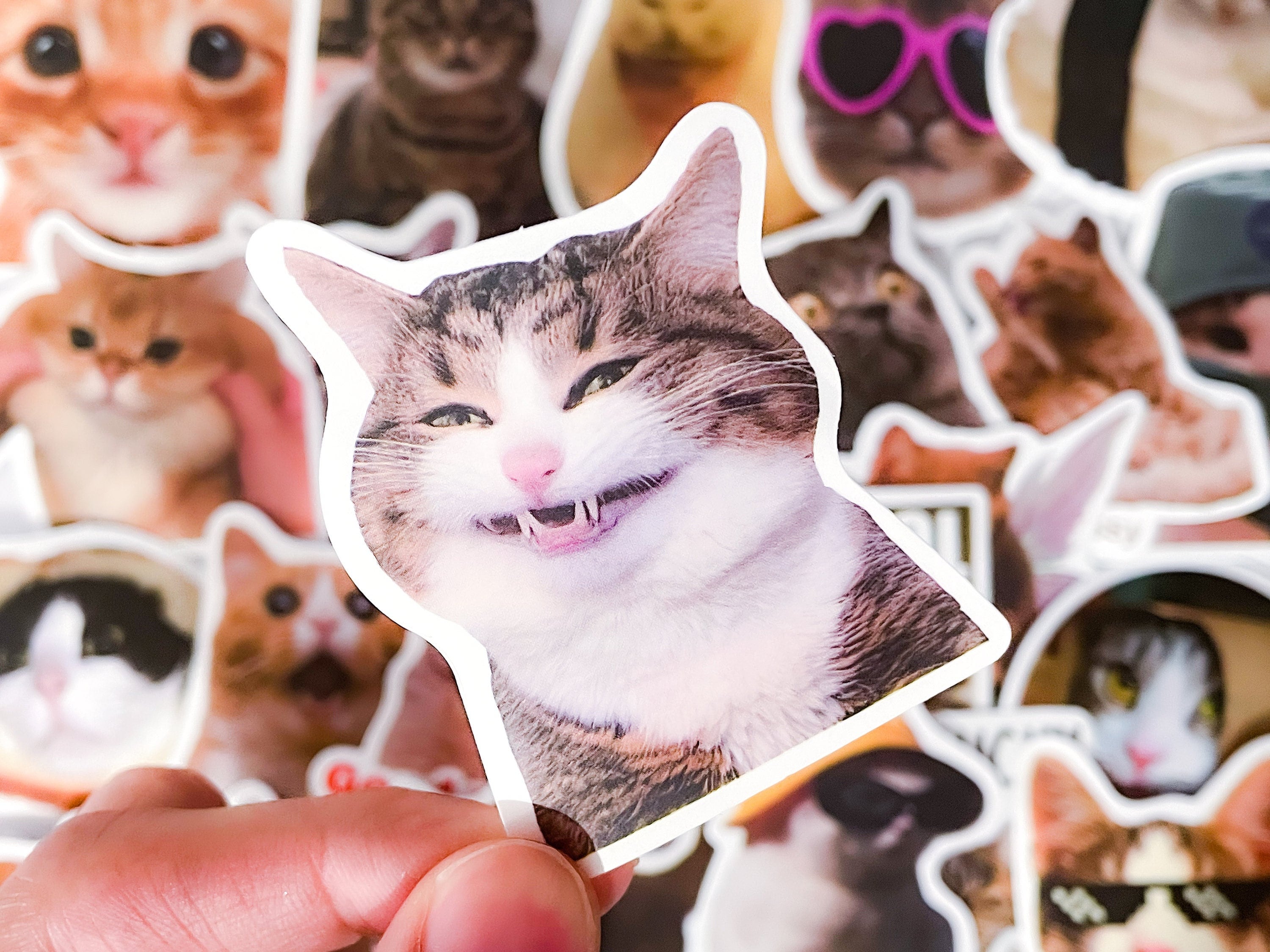 10 Cat Memes Sticker Set - Etsy