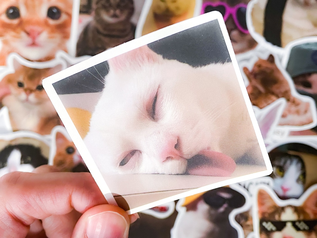10 Cat Memes Sticker Set - Etsy
