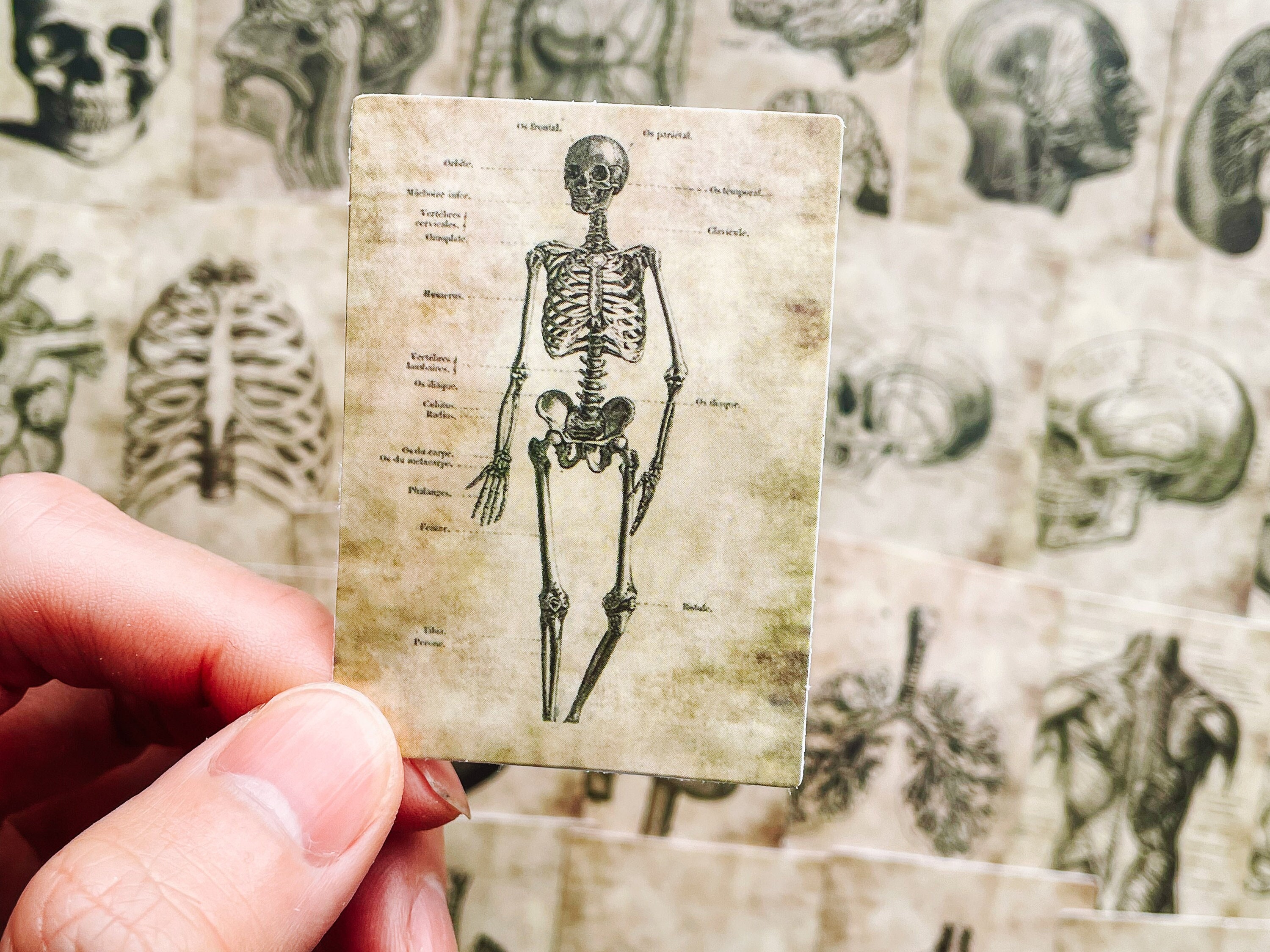Skeletal Symphony Human Body Organs Bone Anatomy Sticker Set ...