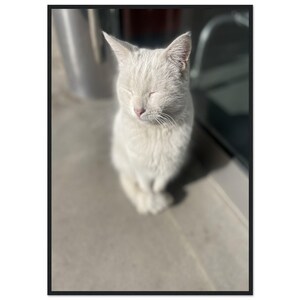 White Cat Print, Kitty Wall Art for Home Decor & Animal Lovers, Instant ...