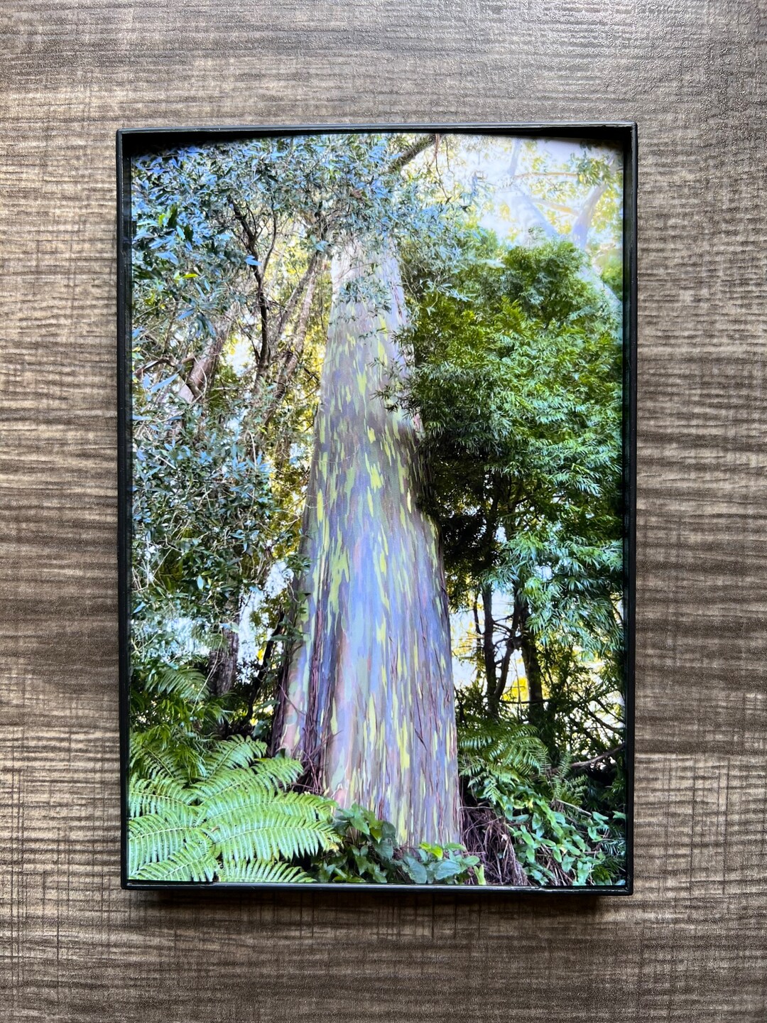 Rainbow Eucalyptus in the Kalopa Forest HAWAI'I PICTURES. Big Island's ...