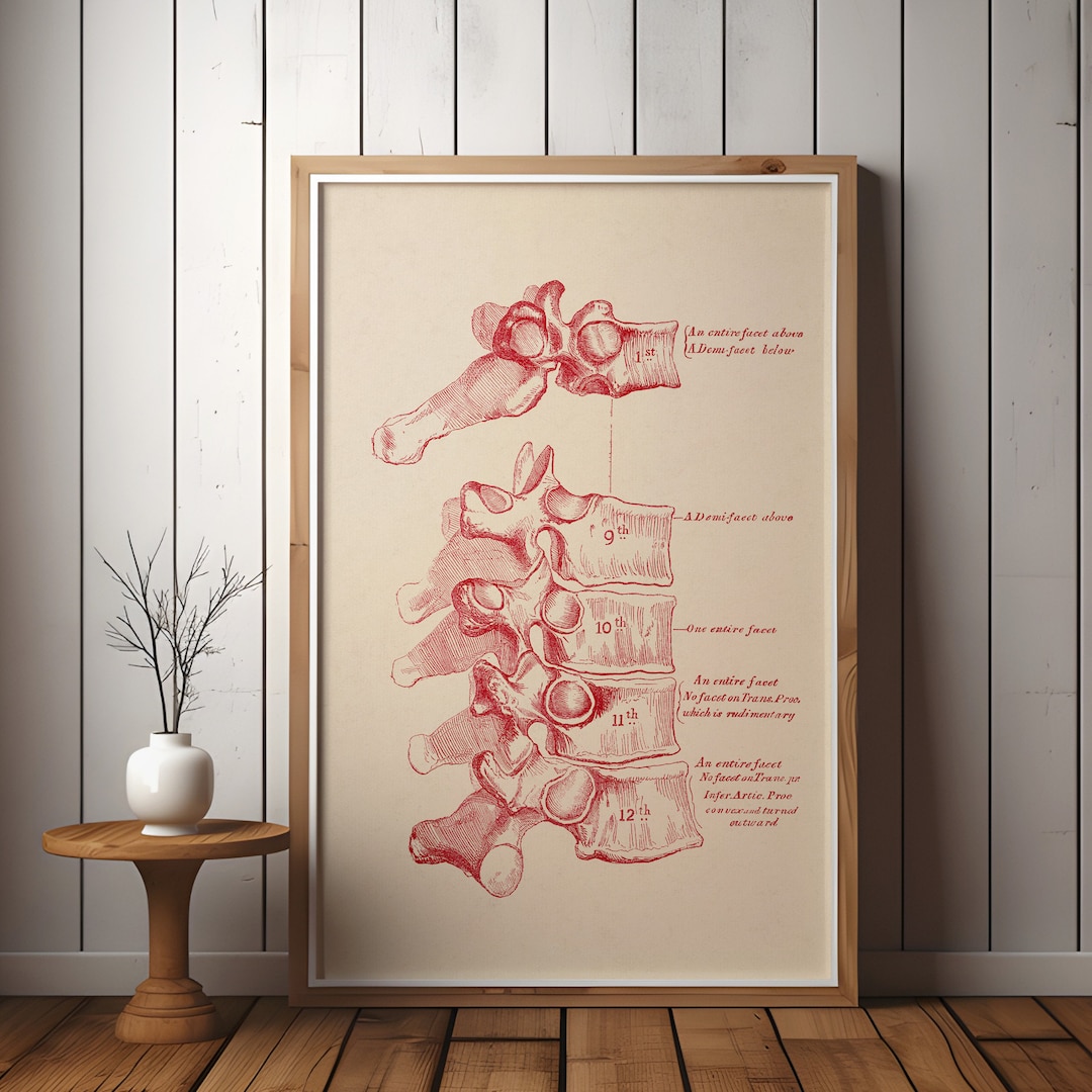 Pink Human Anatomy Art Medical Wall Print Skeleton Vintage Print ...