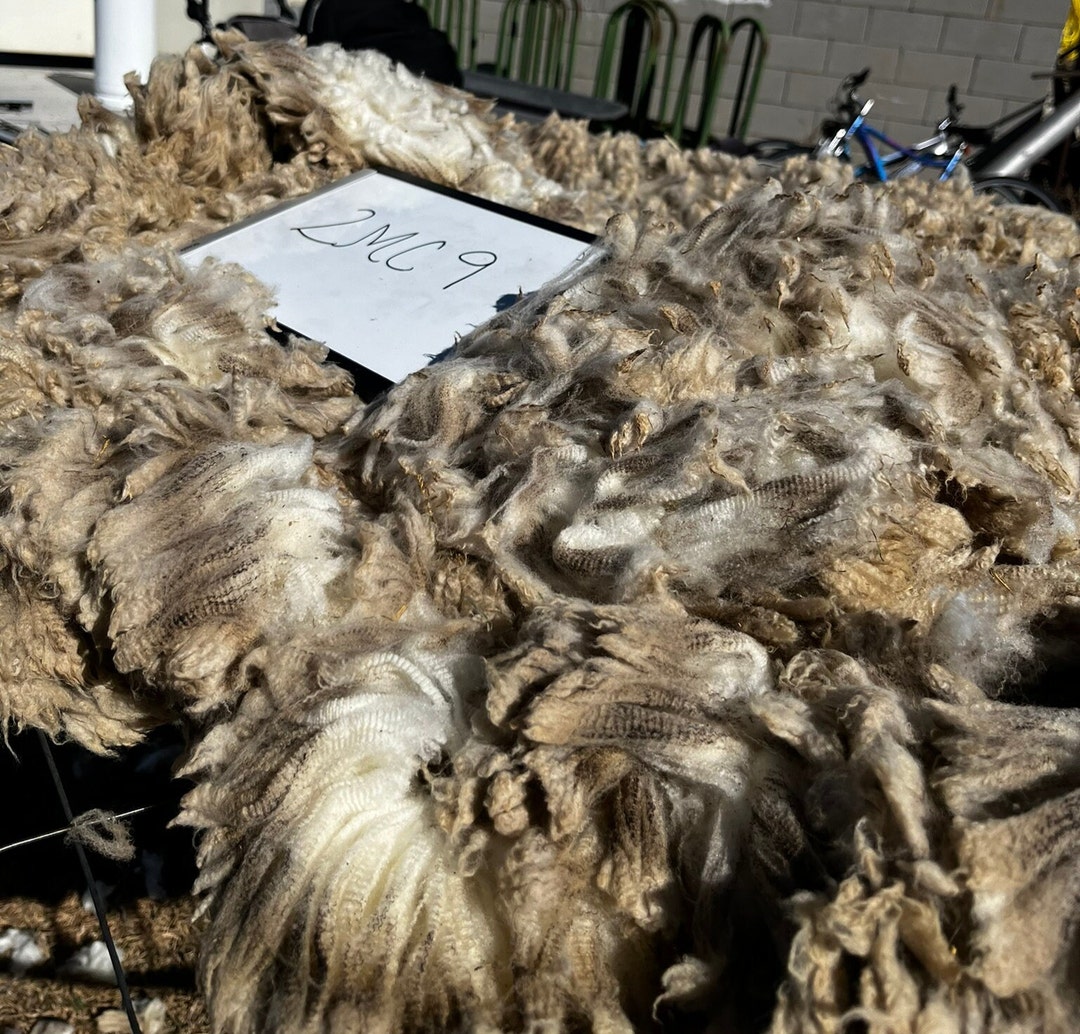 Raw Rambouillet/merino Fleece - Etsy