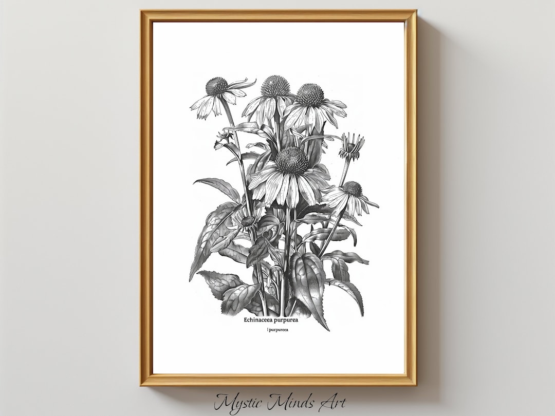 Purple Coneflower Ink Illustration, Echinacea Art, Printable Art ...