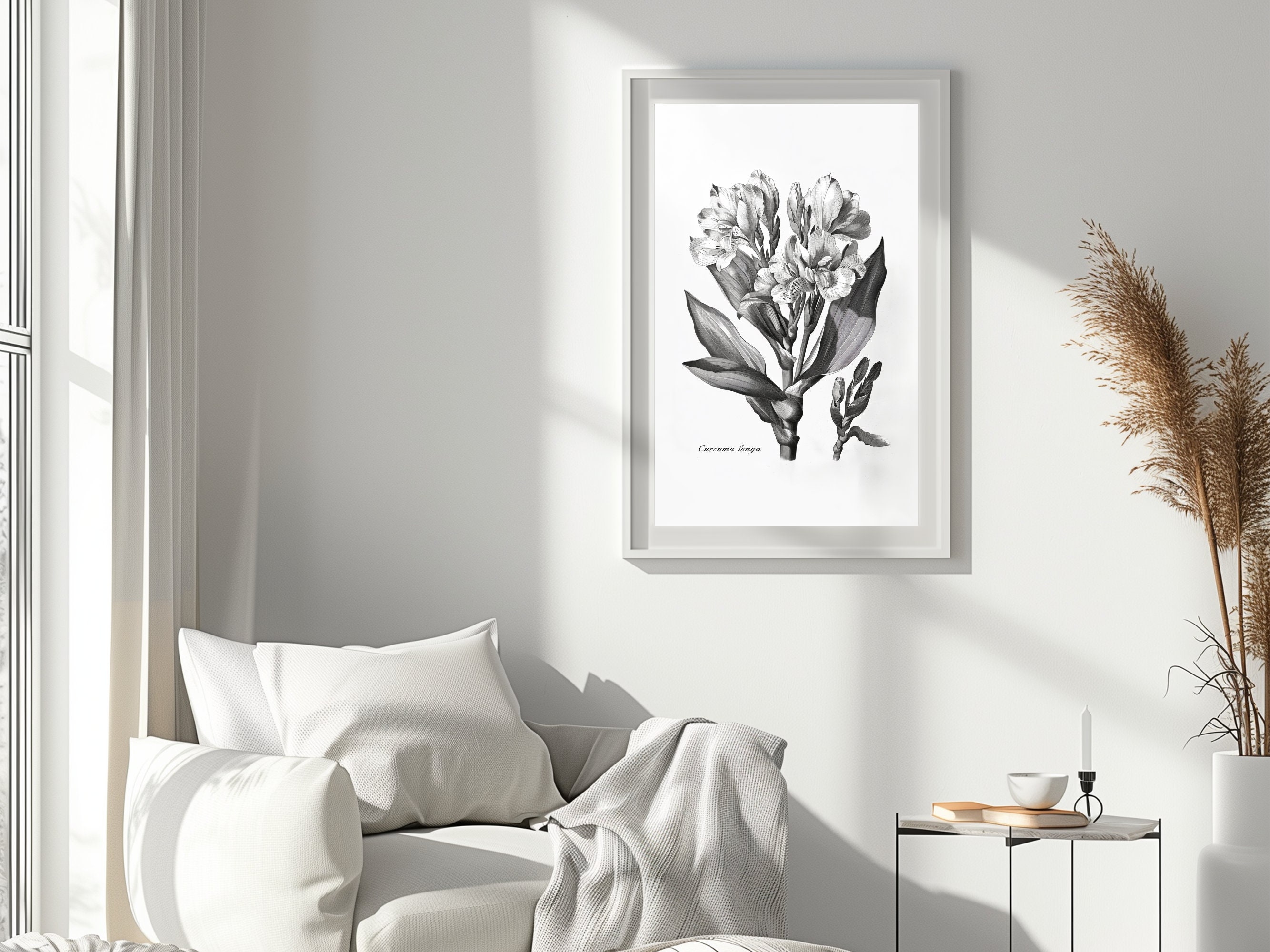 Curcuma Longa, Turmeric Engraving, Botanical Art, Monochrome, Printable ...