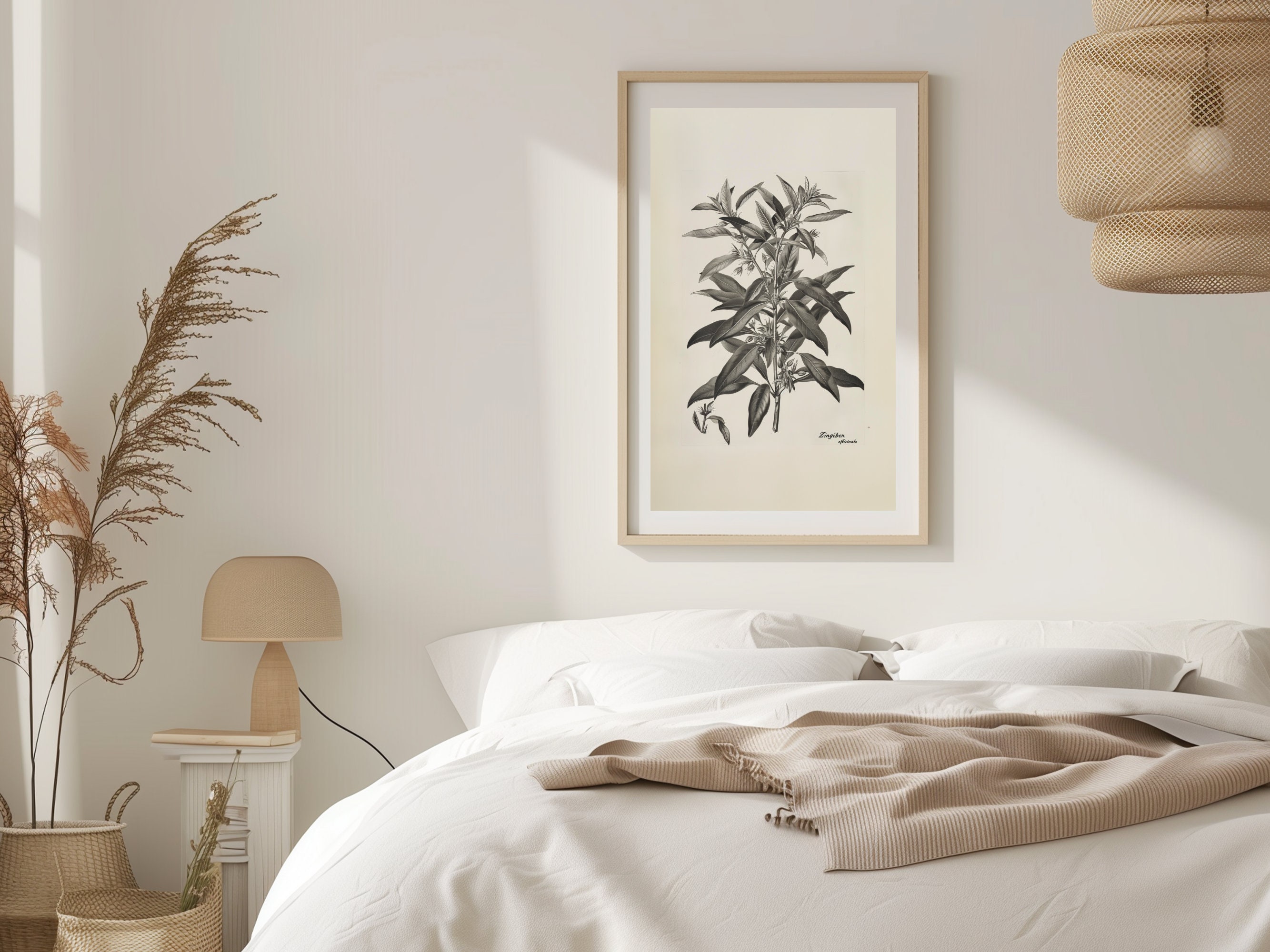 Botanical Elegance: Zingiber Officinale (ginger) Vintage Botanical ...