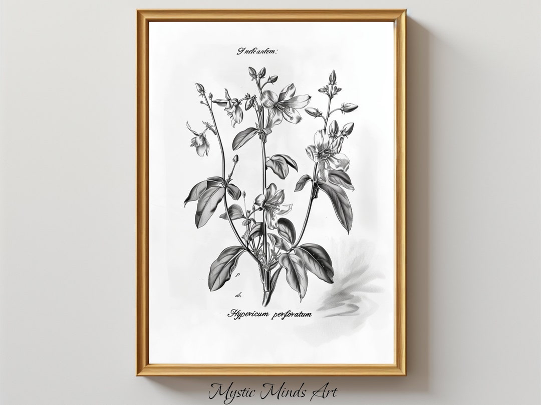 Hypericum Perforatum, St. John's Wart, Botanical Art, Vintage Art, Ink ...