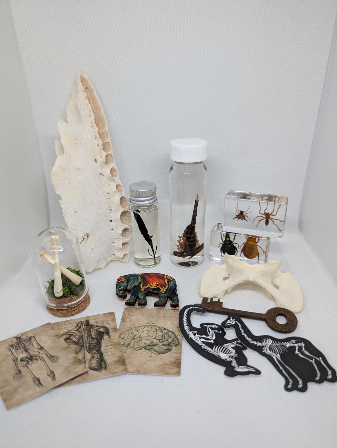 Oddity Oddball Mystery Box - Etsy