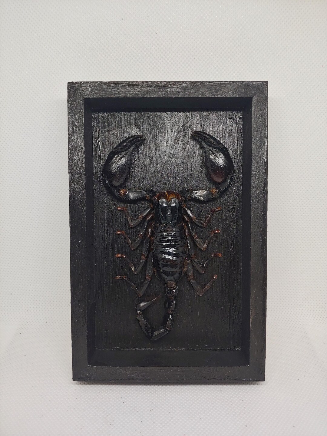 Taxidermy Scorpion Shadow Box Wall Hanger - Etsy