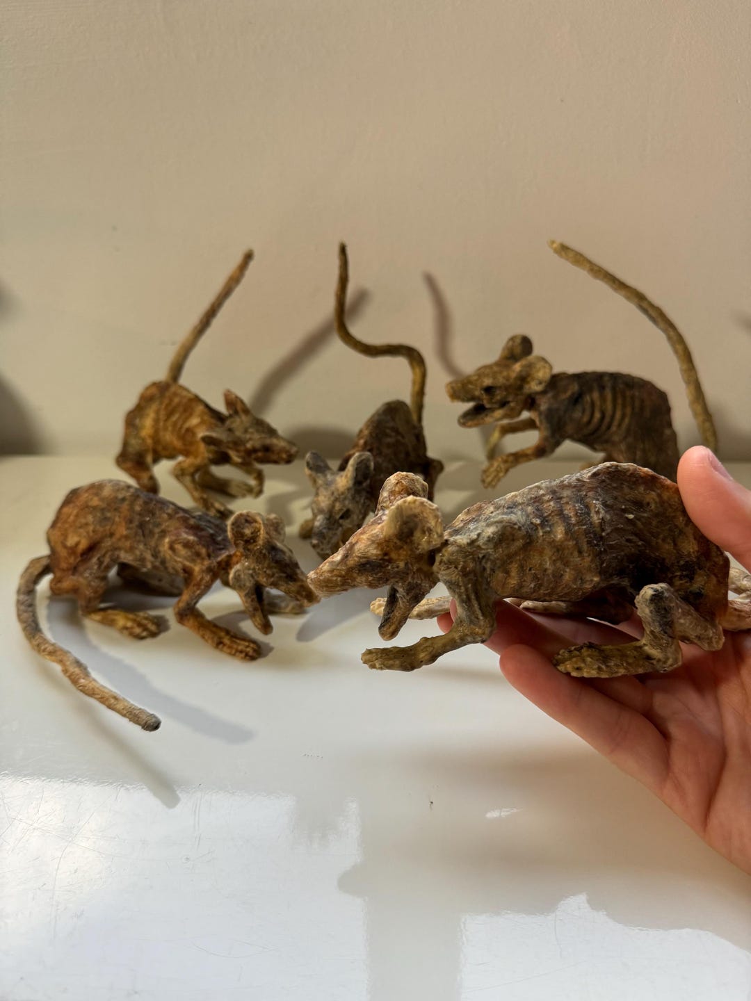 Set of 5 Mummified Skeleton Mice - Etsy