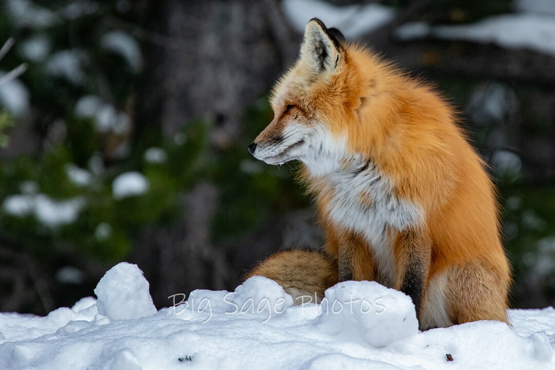 Red Fox Profile, Snow, Winter, Fur, Fluffy, Predator, Wildlife, Animals ...