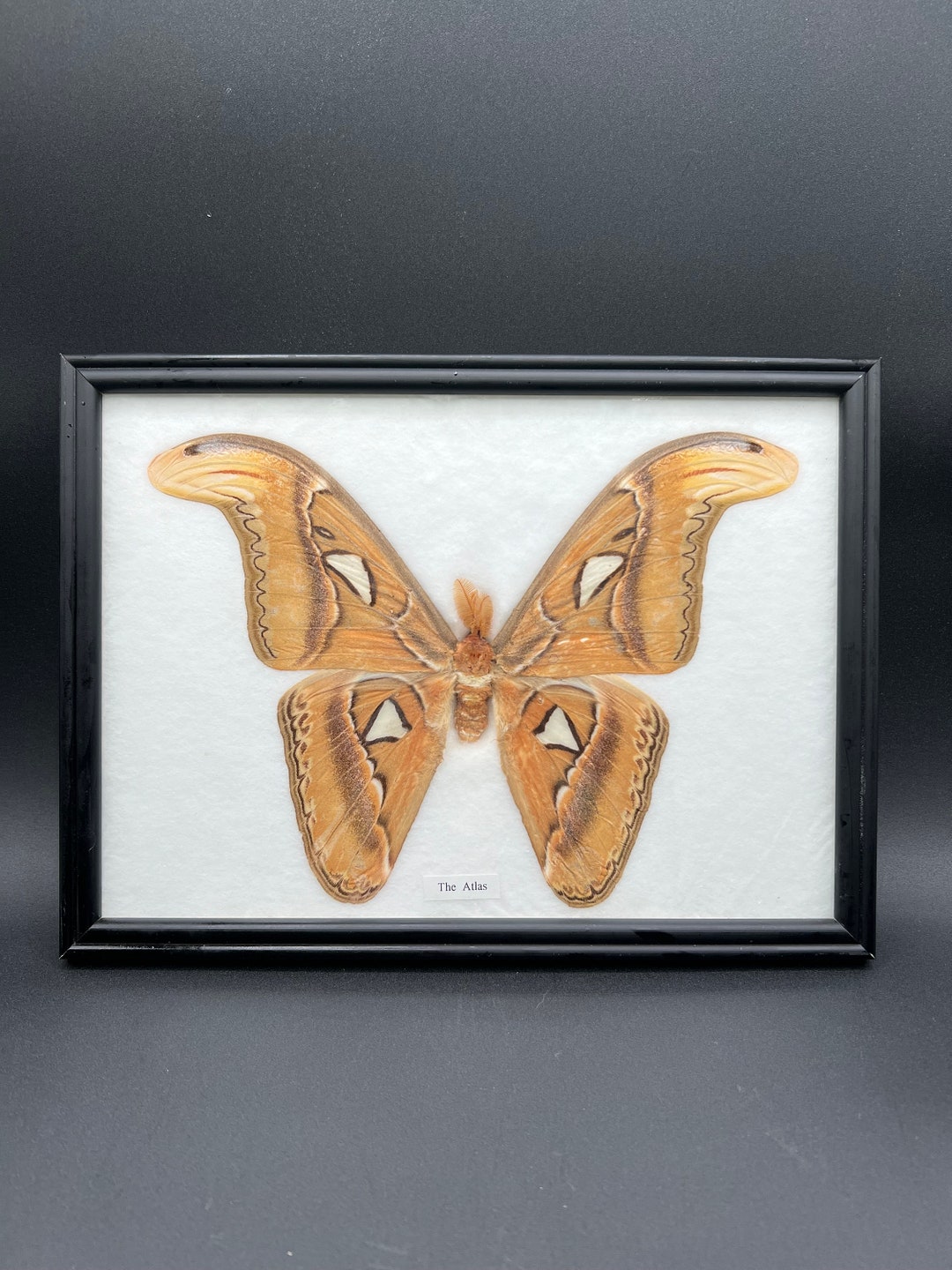 Real ATLAS MOTH Attacus Atlas Framed Specimen - Etsy