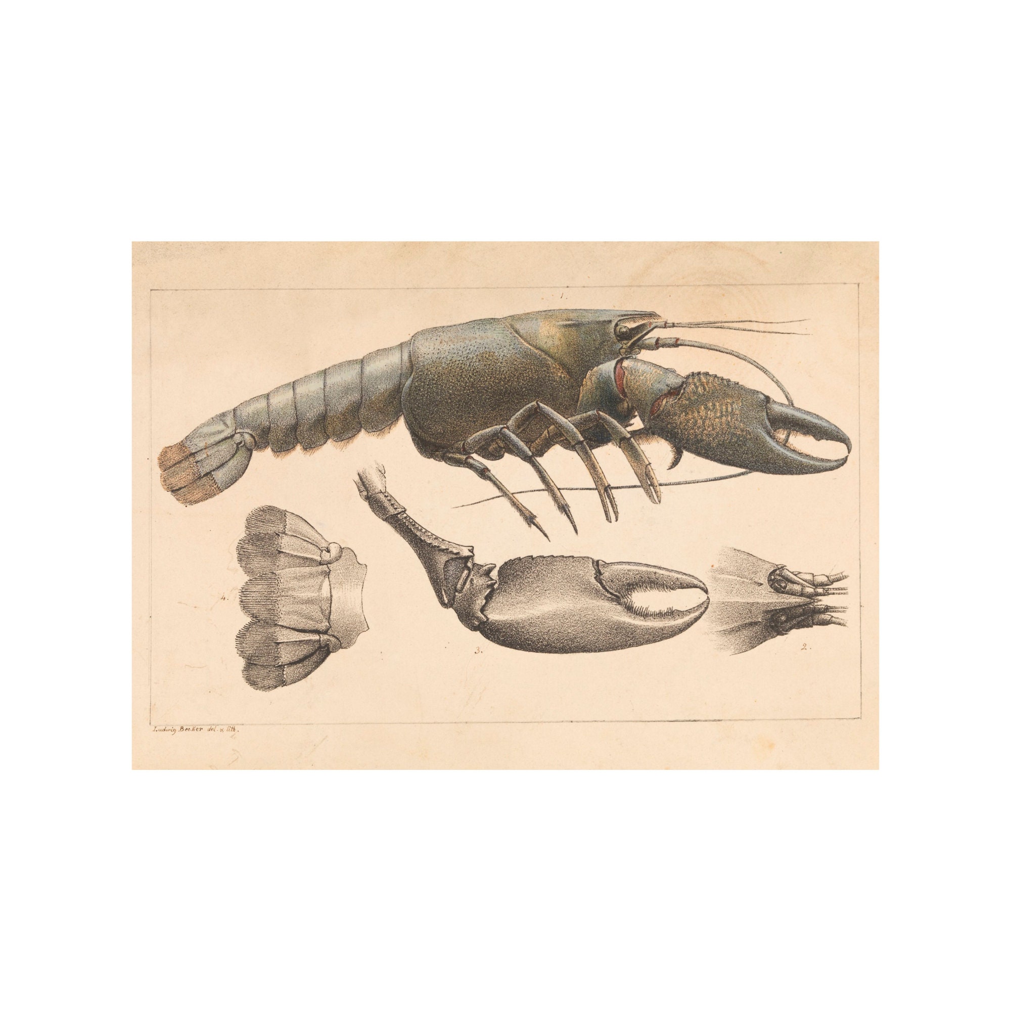 Common Yabby Printable – instant Download – 1800s Vintage Wall Art ...