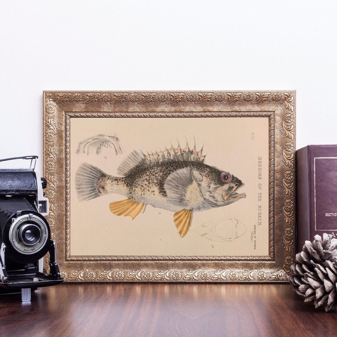 Reef Ocean Perch Printable – instant Download – 1800s Vintage Wall Art ...