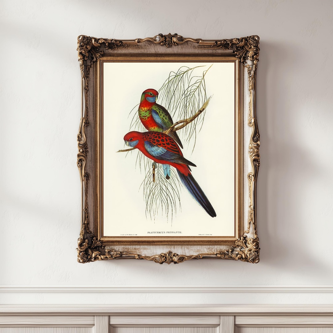 Crimson Rosellas Printable – instant Download – 1800s Vintage ...