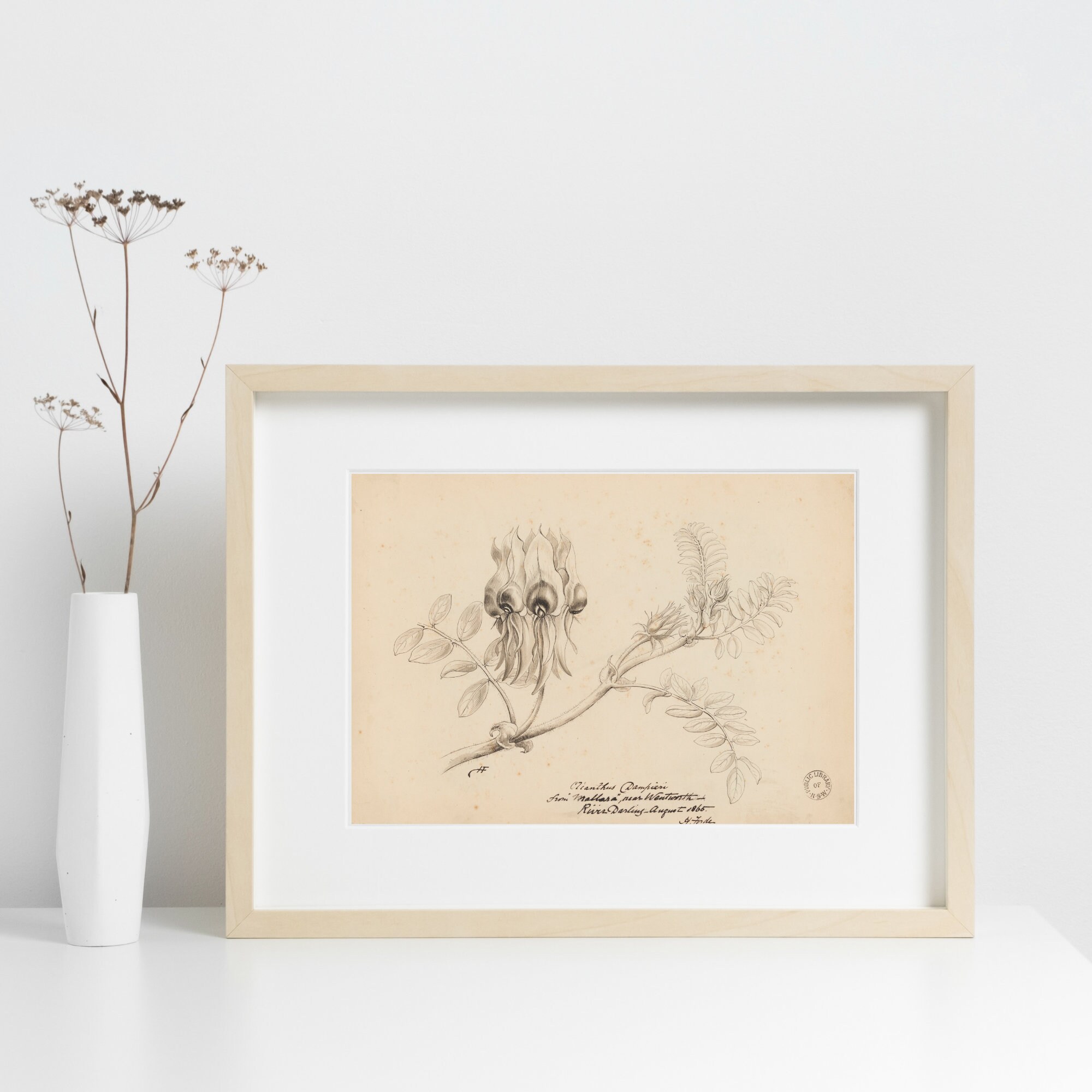 Sturt’s Desert Pea Printable – instant Download – 1800s Vintage ...