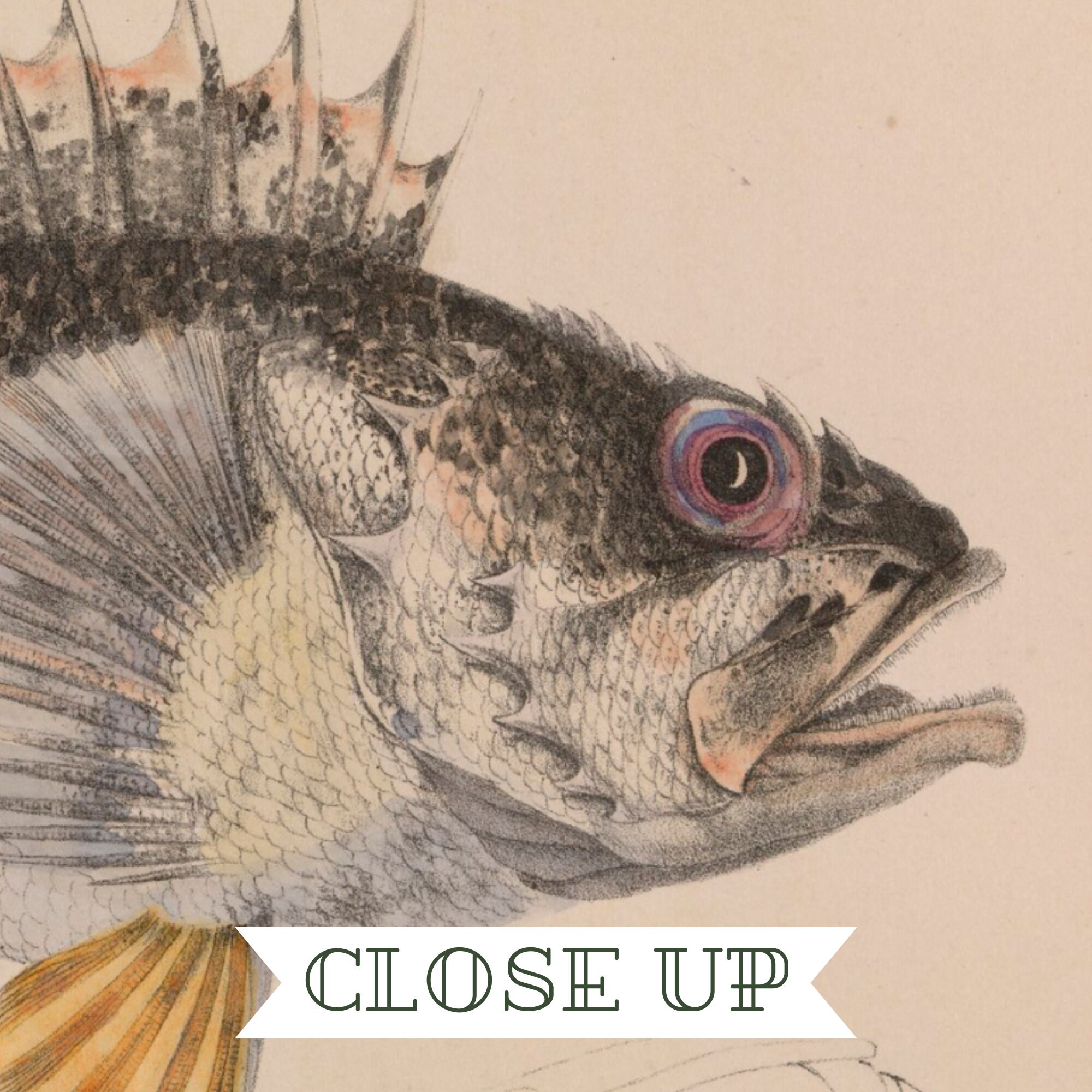 Reef Ocean Perch Printable instant Download 1800s Vintage Wall Art ...