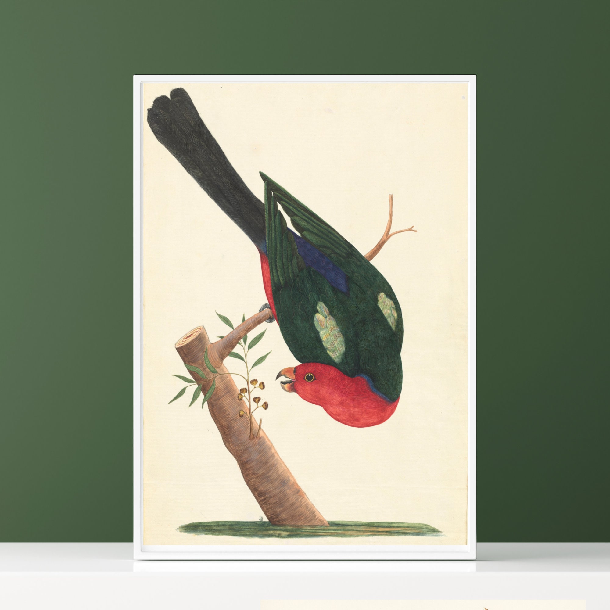 King Parrot Printable – instant Download – 1700s Vintage Australian ...