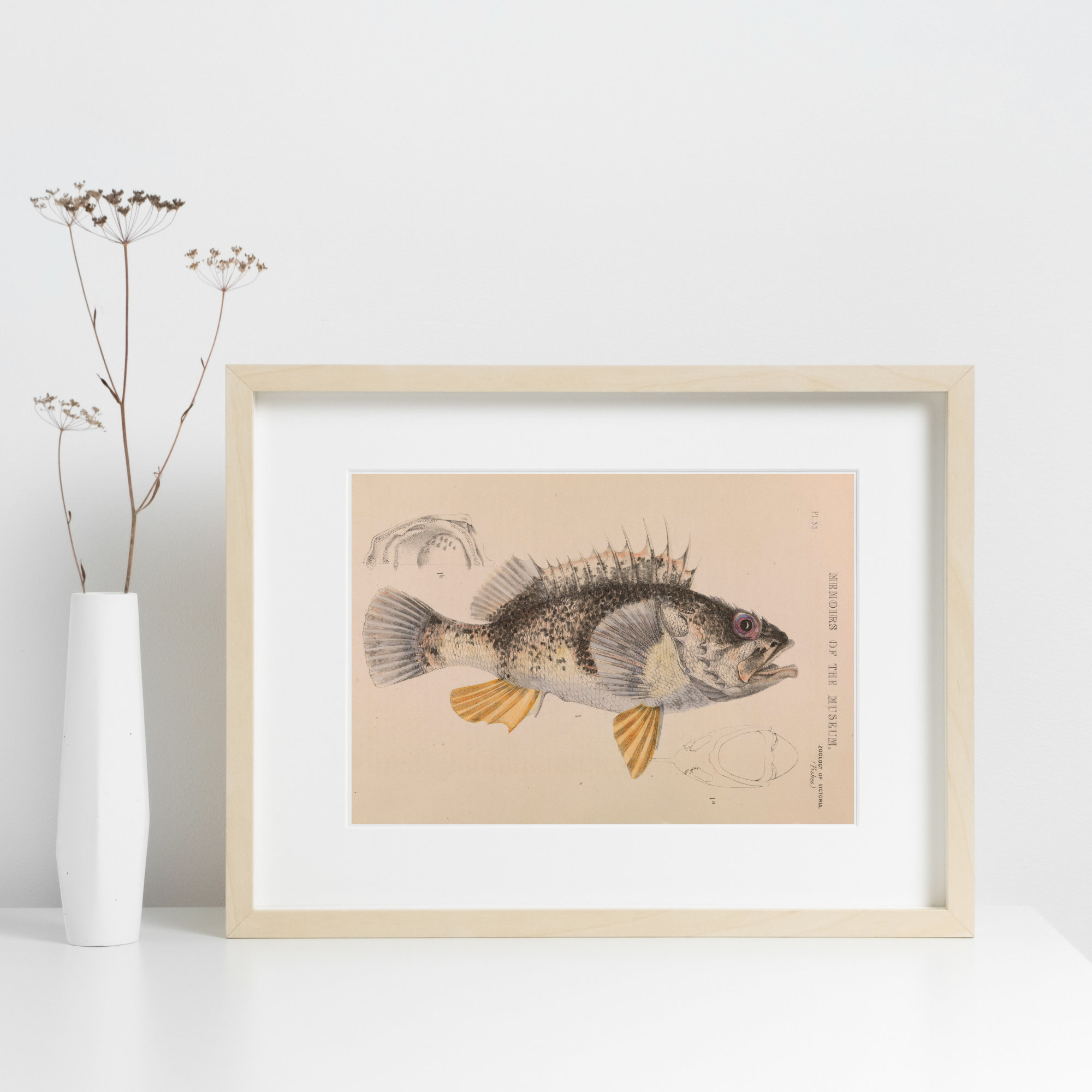 Reef Ocean Perch Printable instant Download 1800s Vintage Wall Art ...
