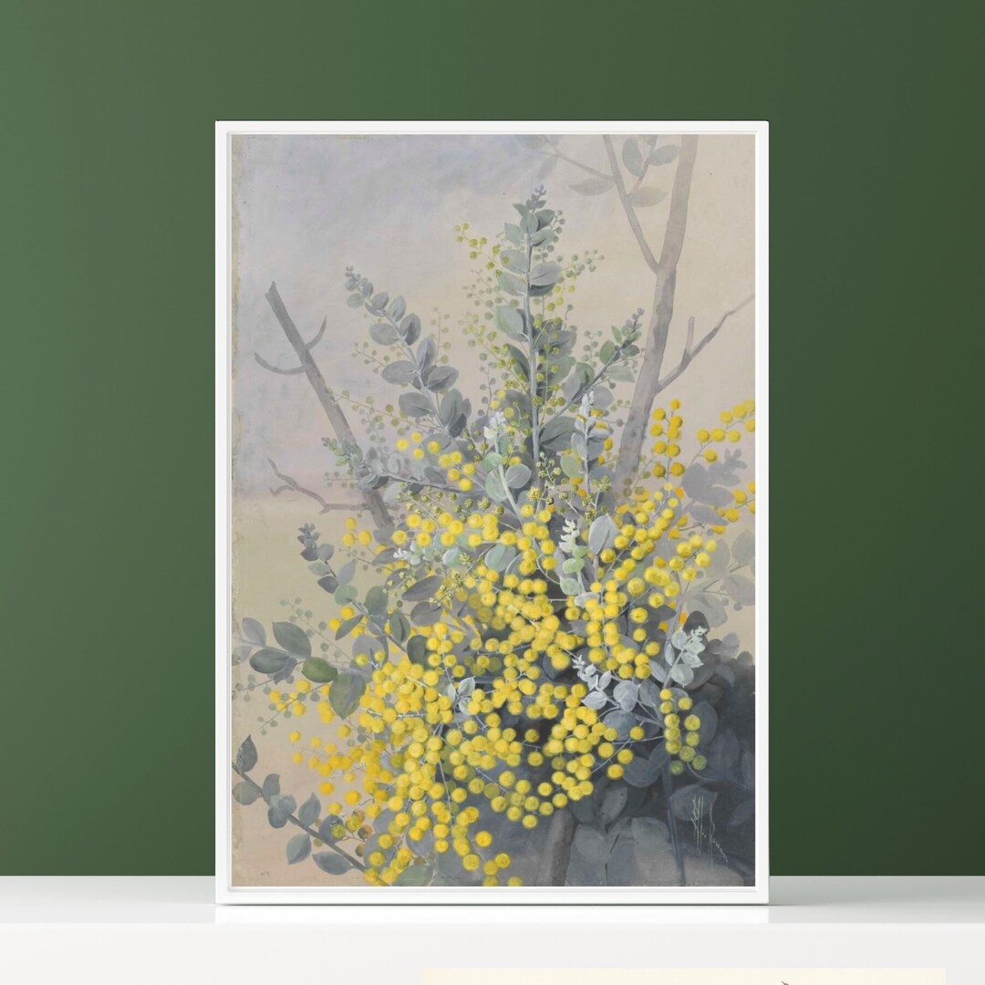 Queensland Silver Wattle Printable – Instant Download – 1800s Vintage ...