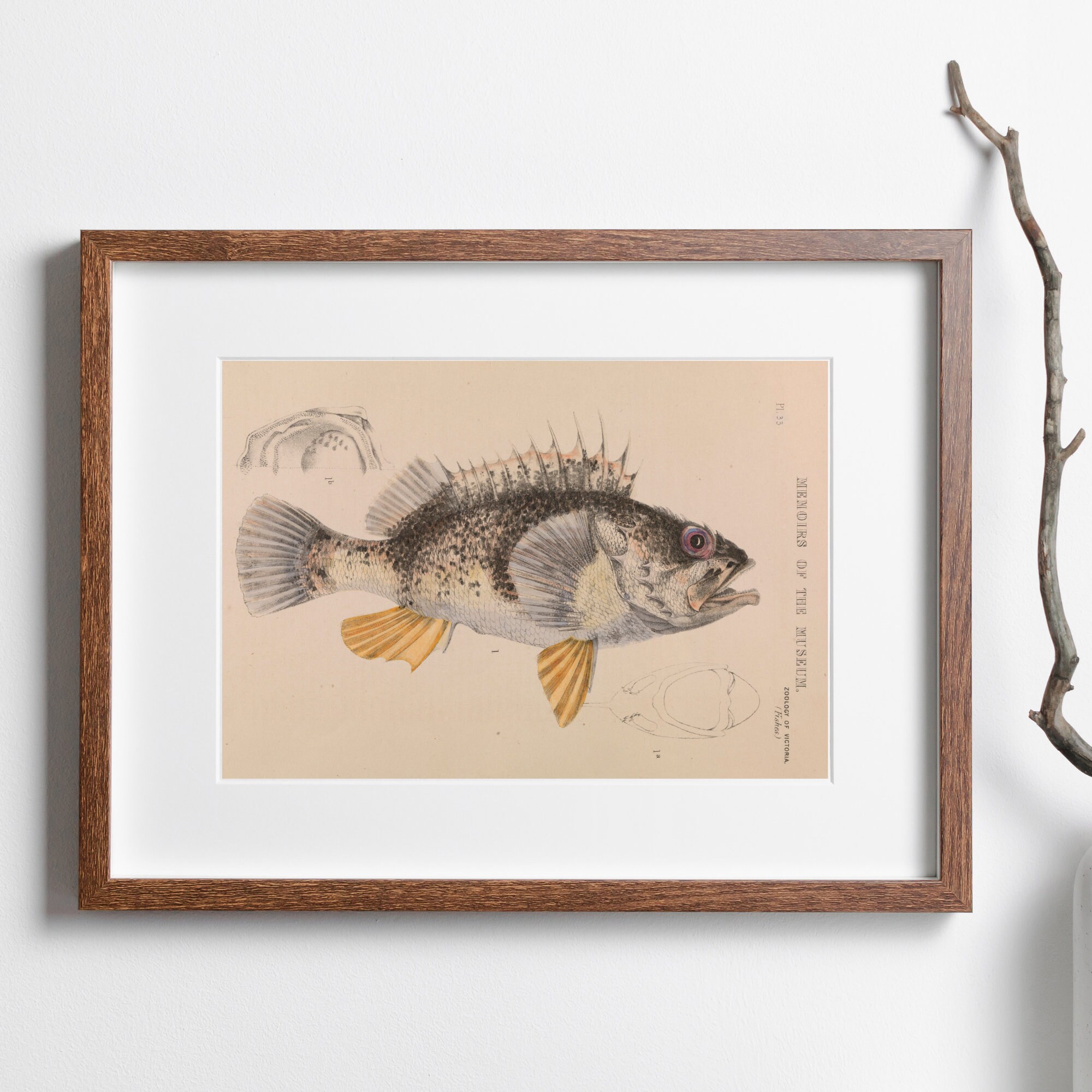 Reef Ocean Perch Printable – instant Download – 1800s Vintage Wall Art ...