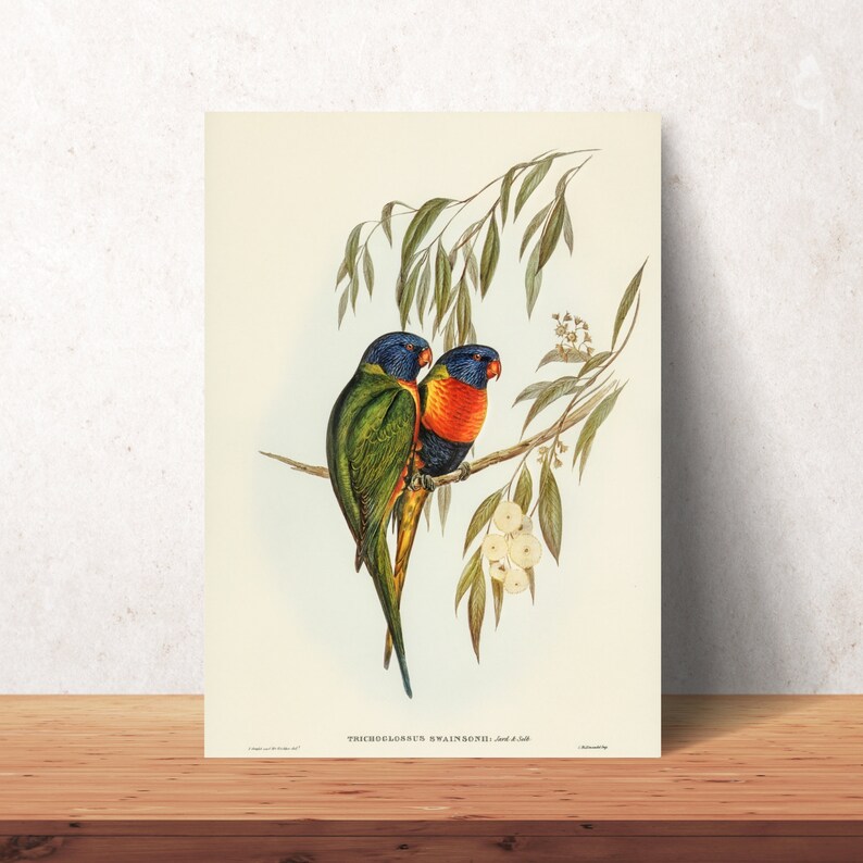 Rainbow Lorikeets Printable – instant Download – 1800s Vintage ...