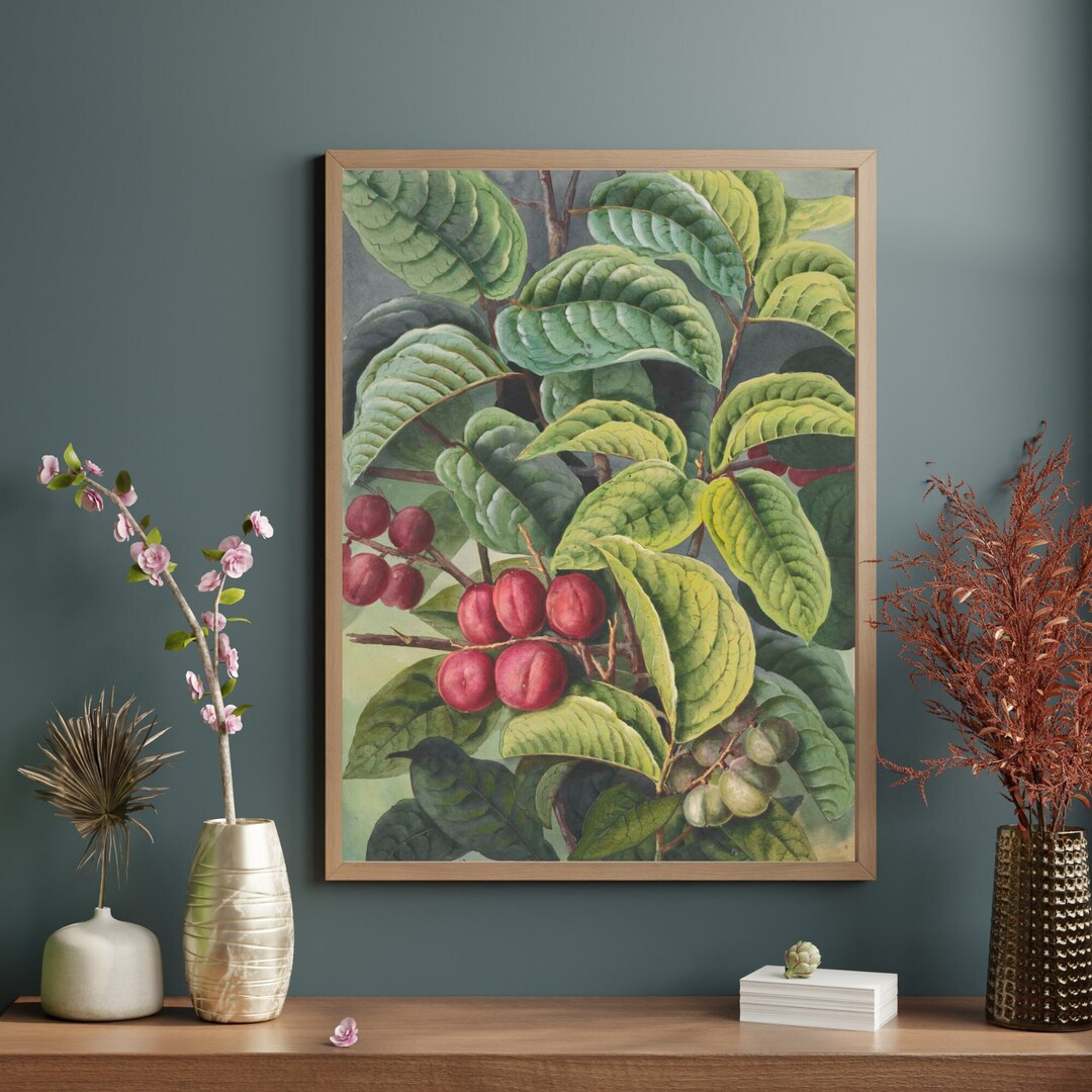 Blushwood Tree Printable – Instant Download – 1900s Vintage Australian ...