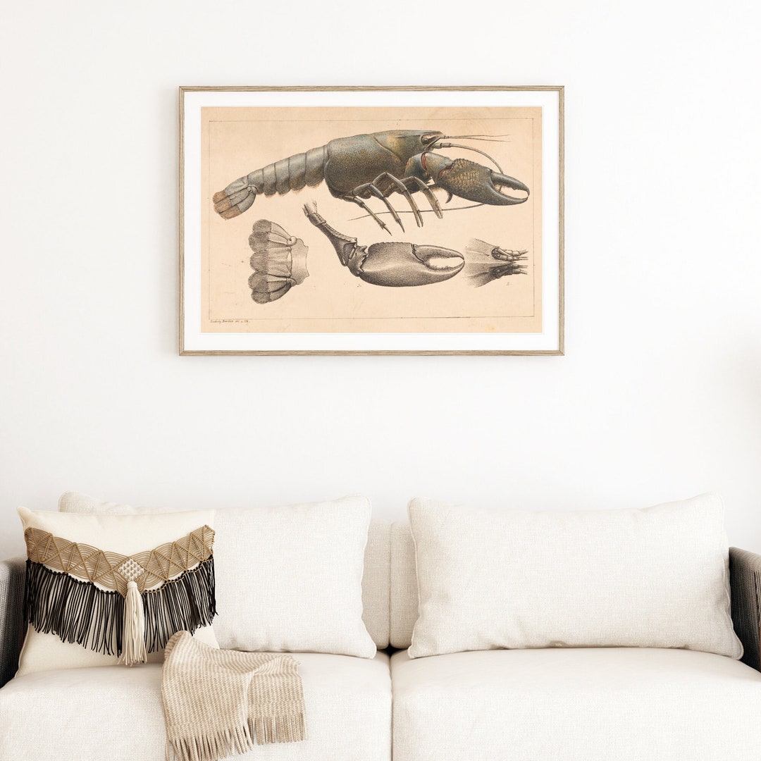Common Yabby Printable – instant Download – 1800s Vintage Wall Art ...