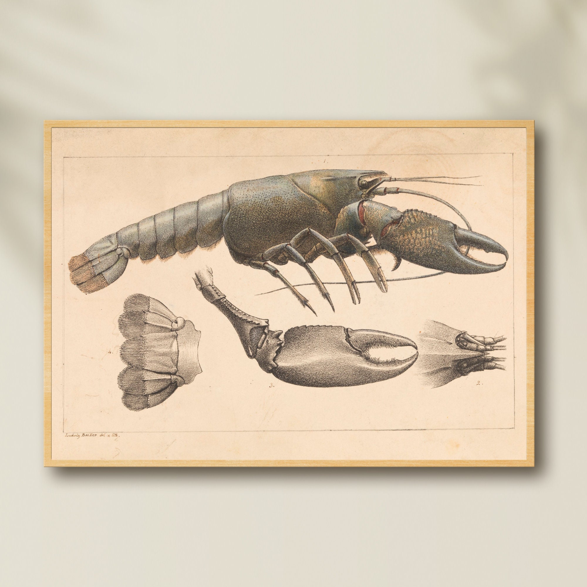 Common Yabby Printable – instant Download – 1800s Vintage Wall Art ...