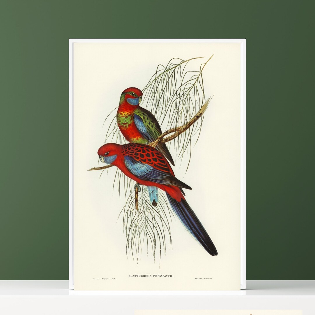 Crimson Rosellas Printable – instant Download – 1800s Vintage ...
