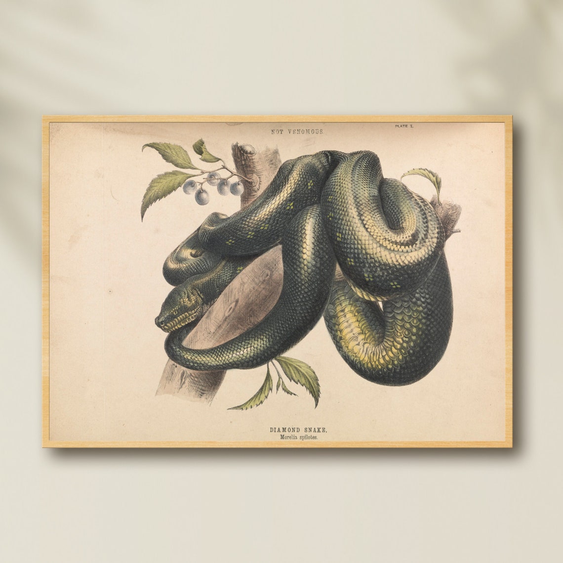 Diamond Python – instant Download – 1800s Vintage Australian Wall Art ...