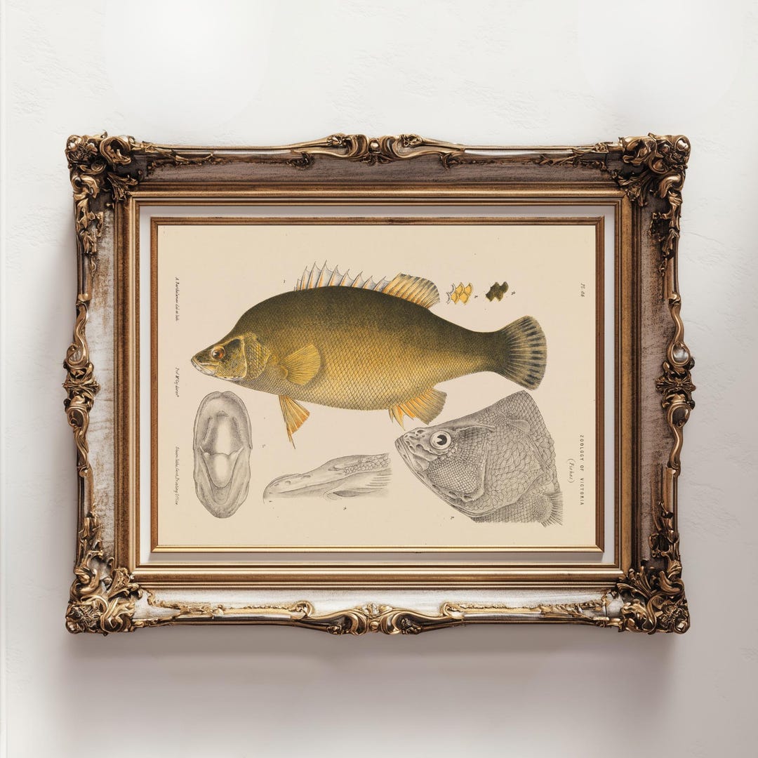 Golden Perch Printable – instant Download – 1800s Vintage Australian ...