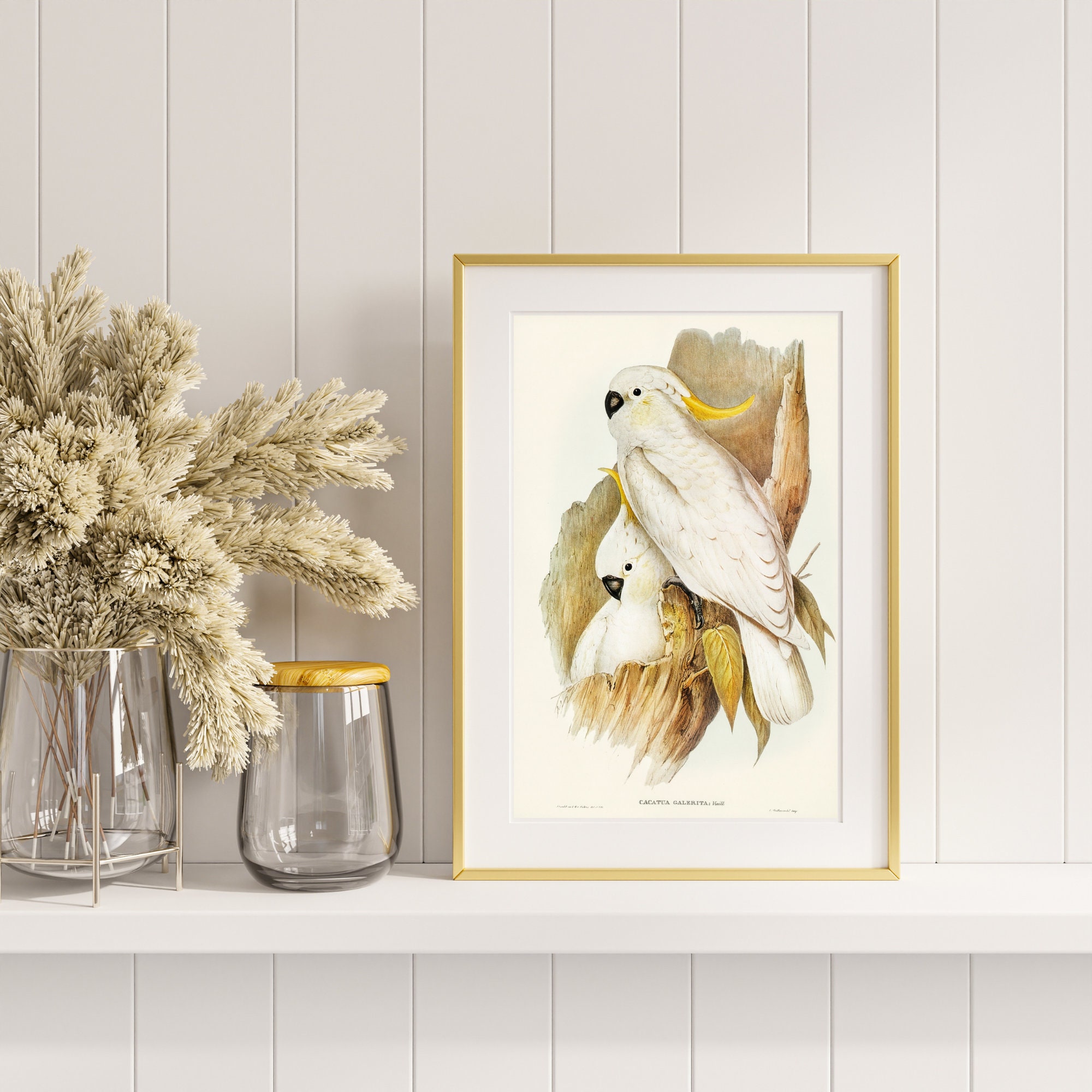 Sulphur-crested Cockatoos Printable instant Download Vintage Australian ...