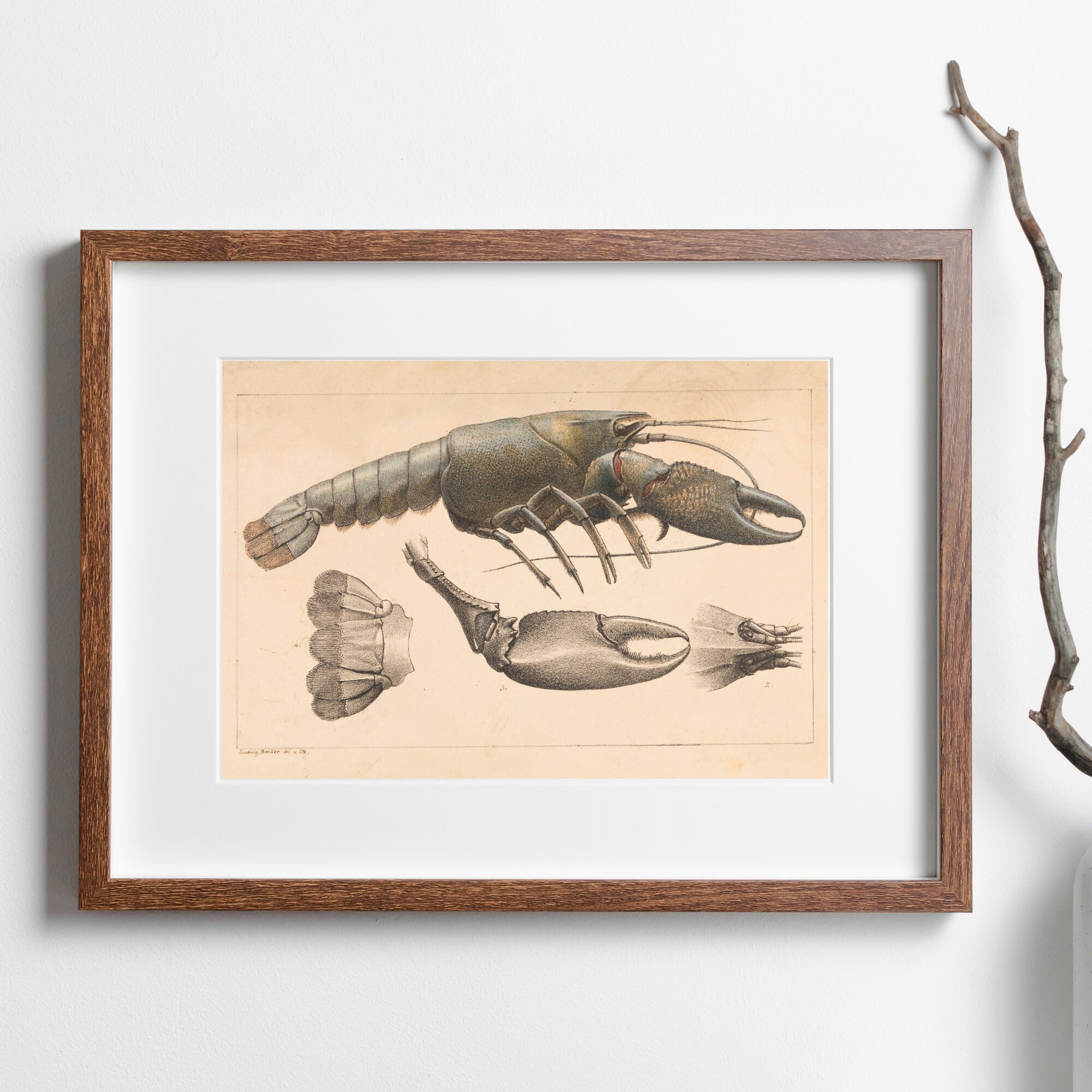 Common Yabby Printable – instant Download – 1800s Vintage Wall Art ...