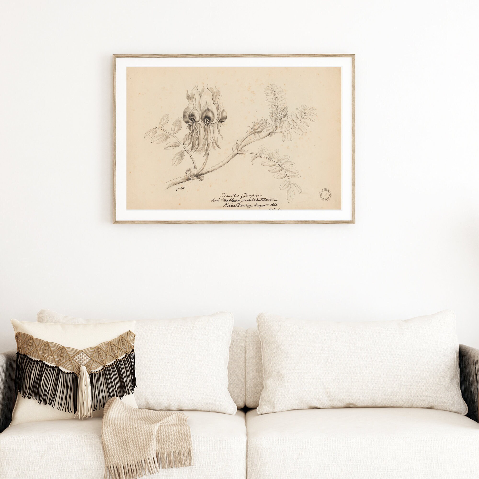 Sturt’s Desert Pea Printable – instant Download – 1800s Vintage ...