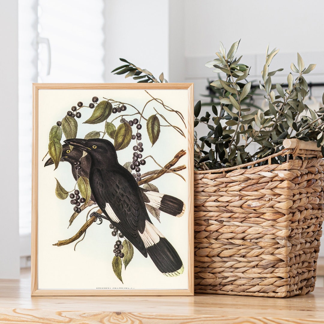 Pied Currawong Printable – instant Download – 1800s Vintage Australian ...