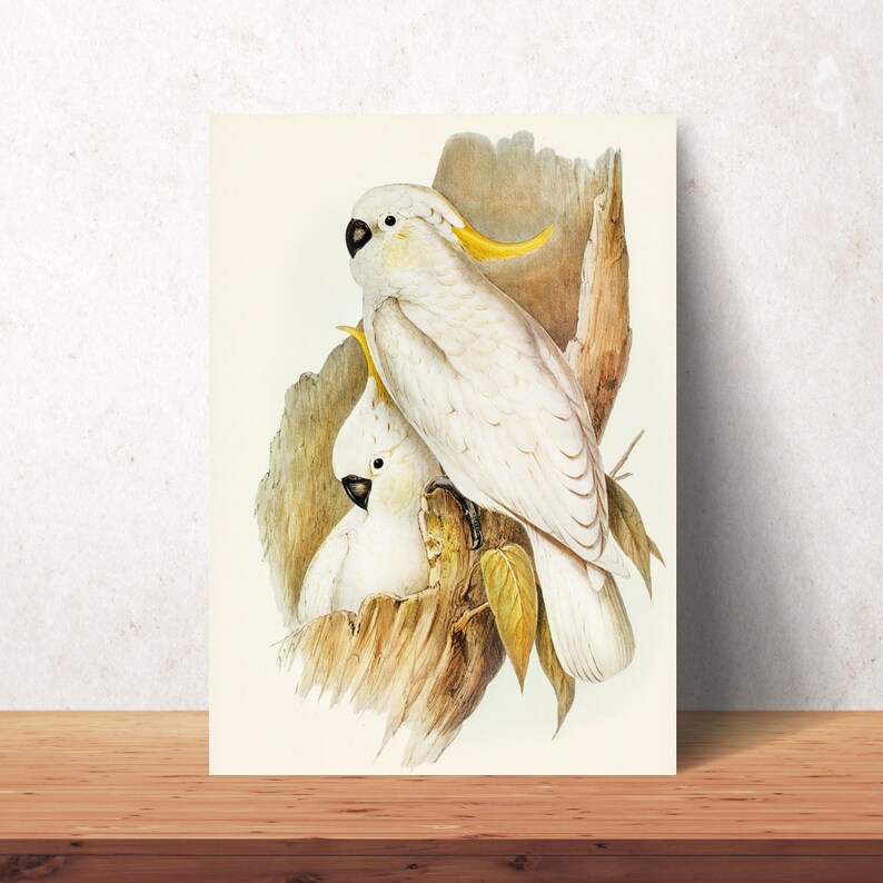 Sulphur-crested Cockatoos Printable – instant Download – 1800s Vintage ...
