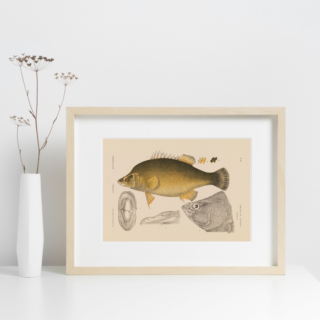 Golden Perch Printable instant Download 1800s Vintage Wall Art ...