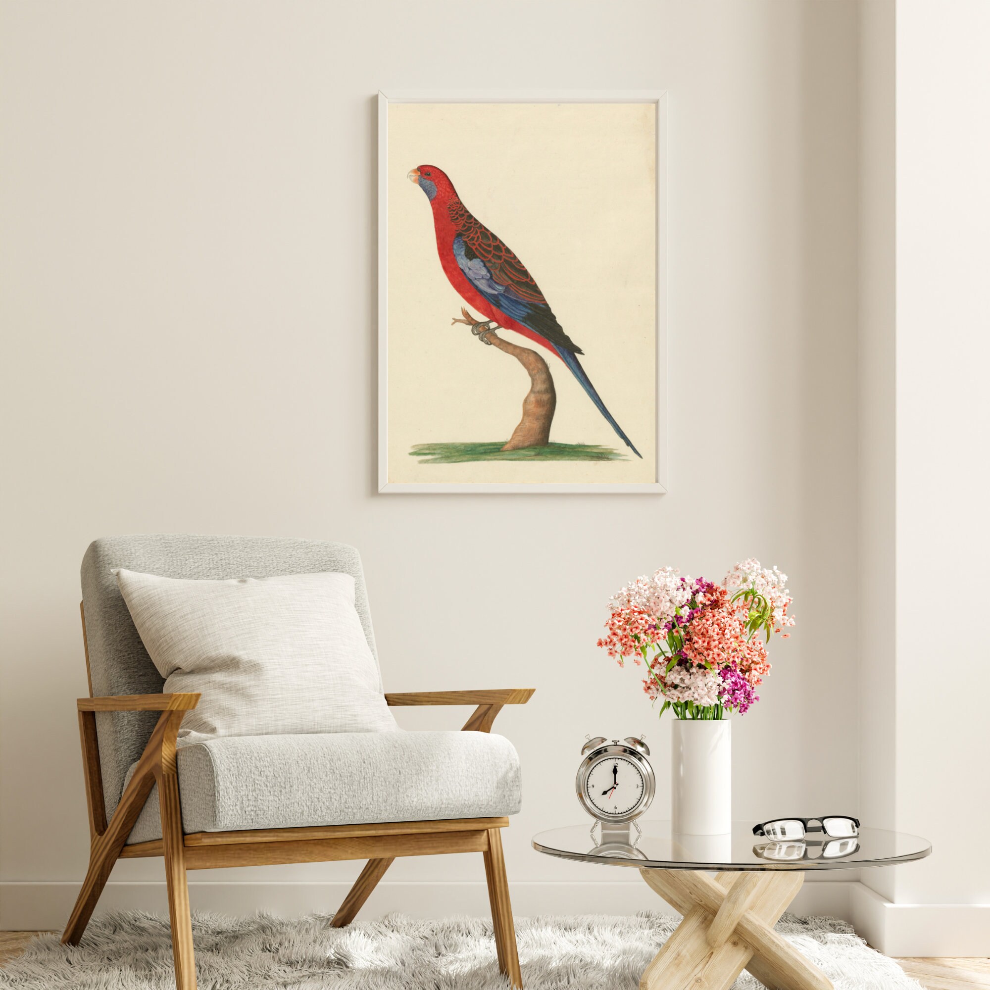 Crimson Rosella Printable instant Download 1700s Vintage Australian ...