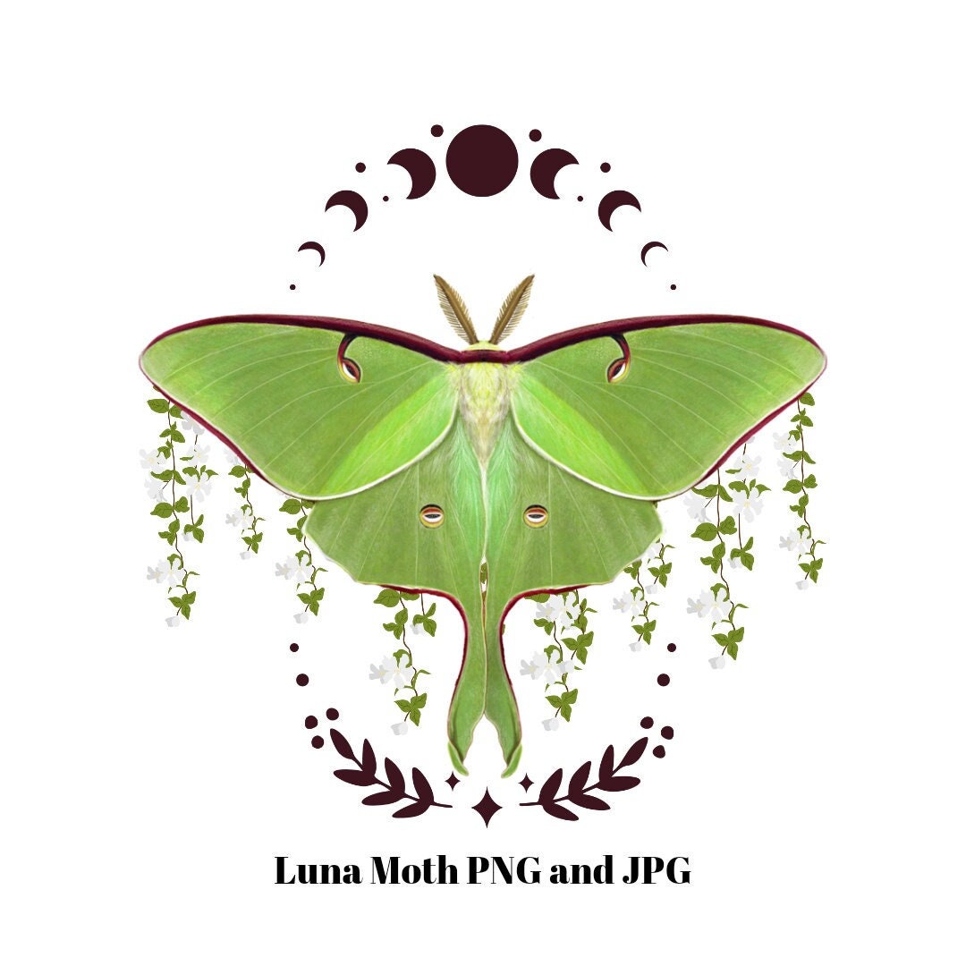 Luna Moth, Moth PNG, Luna Moth Wall Art, Moth Art Print, Insect Print ...