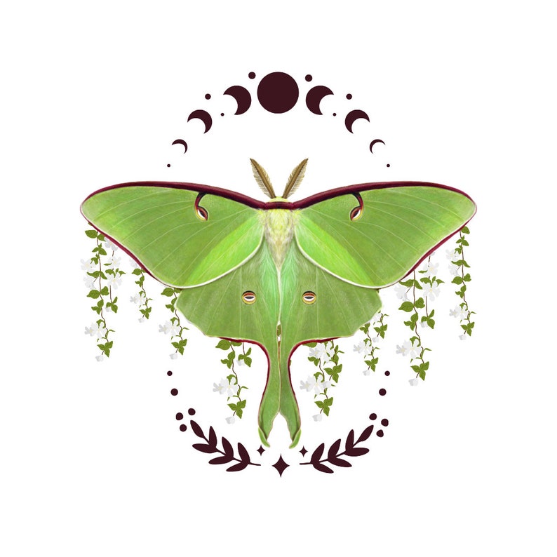 Luna Moth, Moth PNG, Luna Moth Wall Art, Moth Art Print, Insect Print ...