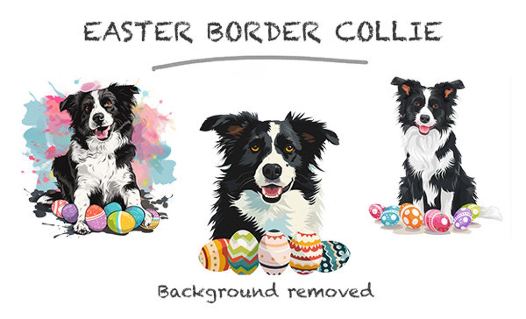 Easter Dogs Border Collie Clip Art Bundle of 3 Background Removed - Etsy