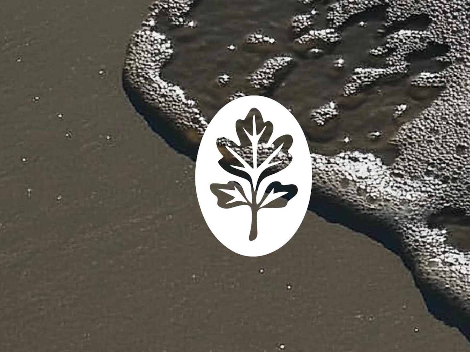 Oak Tree SVG Bundle | Acorn, Leaf and Tree Clipart, Folklore PNG & EPS ...